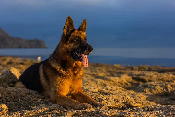 5 Most Popular Family Dogs Breeds In Pakistan - ePetStore.pk